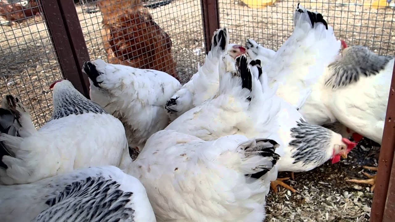 Columbian Rock Cross ready-to-lay hens - YouTube