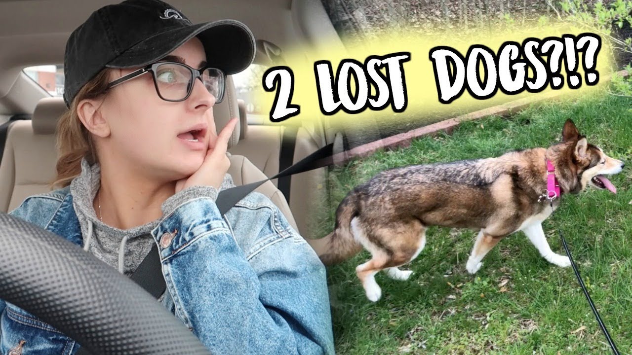 I FOUND 2 LOST DOGS IN 24 HOURS - YouTube