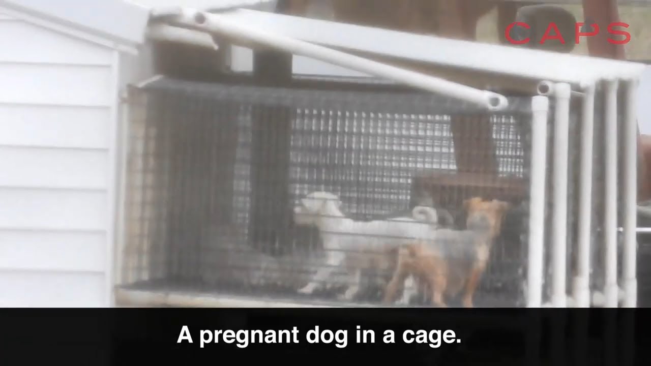 Barbara Owens' USDA Licensed Puppy Mill in Keota, OK | Oklahoma Dog ...