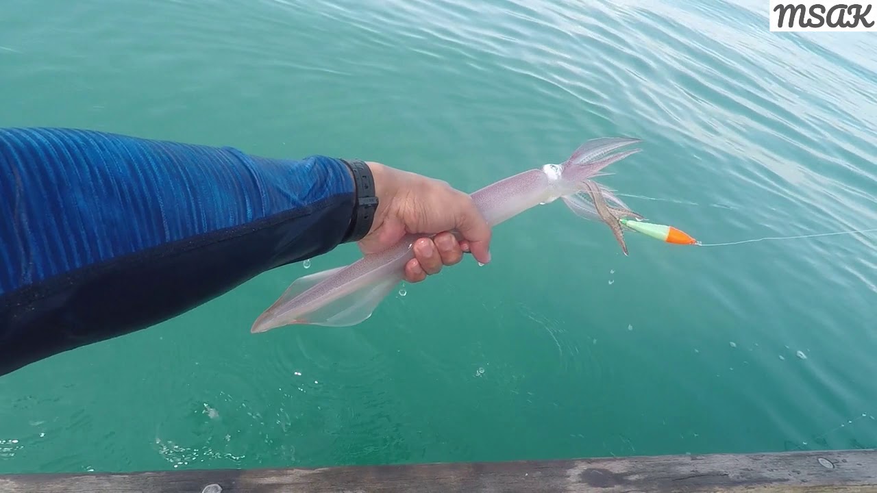 Squid Jigging Malaysia / Mencandat sotong Malaysia - YouTube