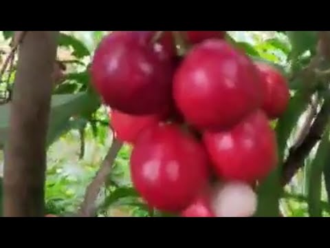 Native Fruits HAGIS - YouTube