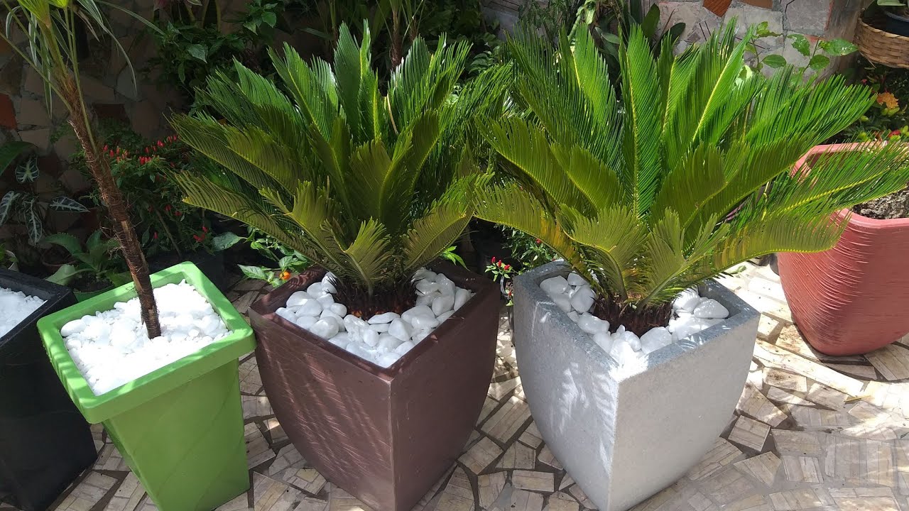 Plantas - Como cuidar da Cica revoluta - YouTube