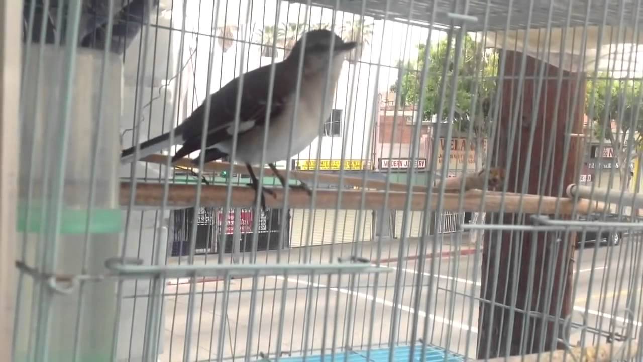 Mockingbird singing - YouTube