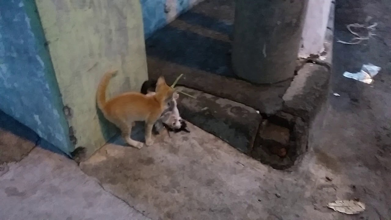 Kucing lucu belang 3 dan coklat latihan bertarung seru menggemaskan ...