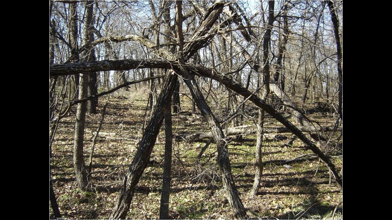 Mysteries and Oddities: Mysterious Sasquatch Tree Structures, suspected ...