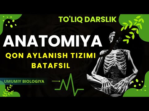 Qon aylanish sistemasi haqida umumiy tushuncha - YouTube
