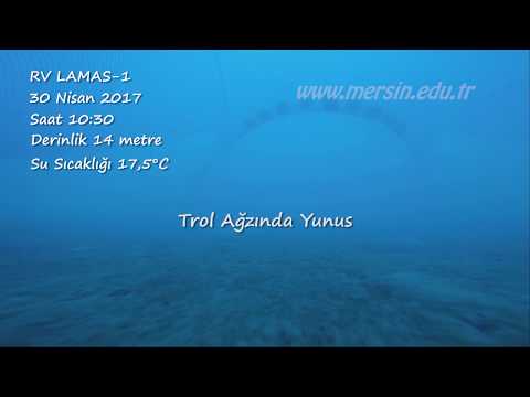 Dip Trol Ağının Ağzında Yunus -Prof. Dr. Hüseyin ÖZBİLGİN (TABADKUM)