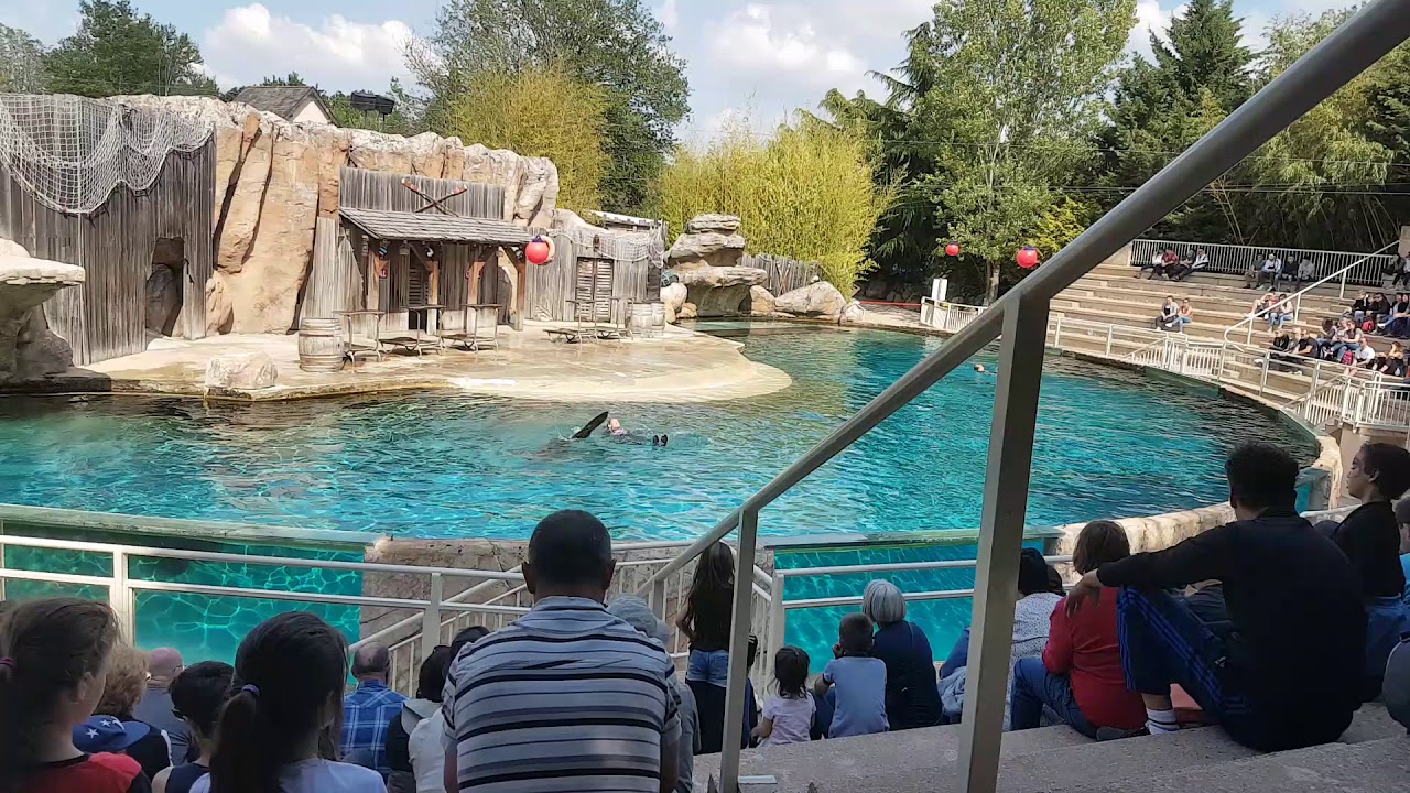 Spectacle Otarie - YouTube