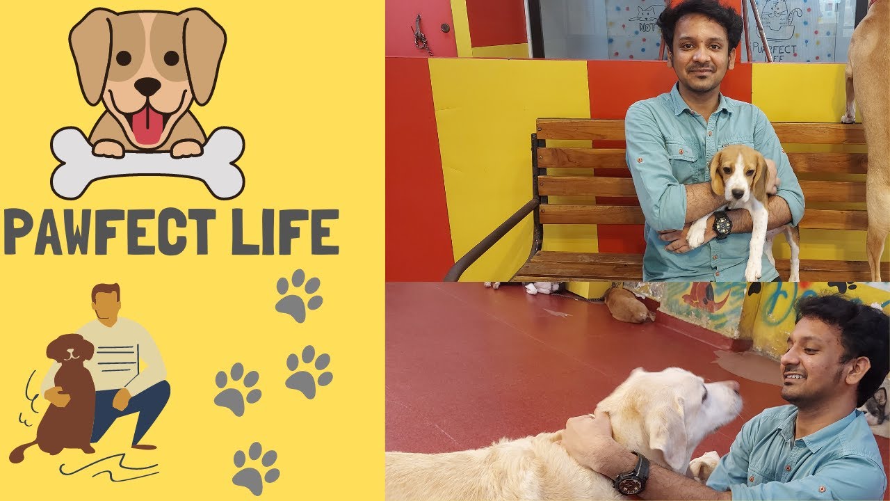 PAWFECT LIFE | Best Place for Dog Lover | Dog Day Care in Andheri ...