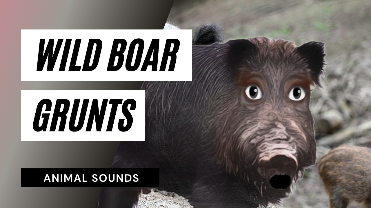 How A Wild Boar Grunts, Squeals / Sound Effect / Animation - YouTube