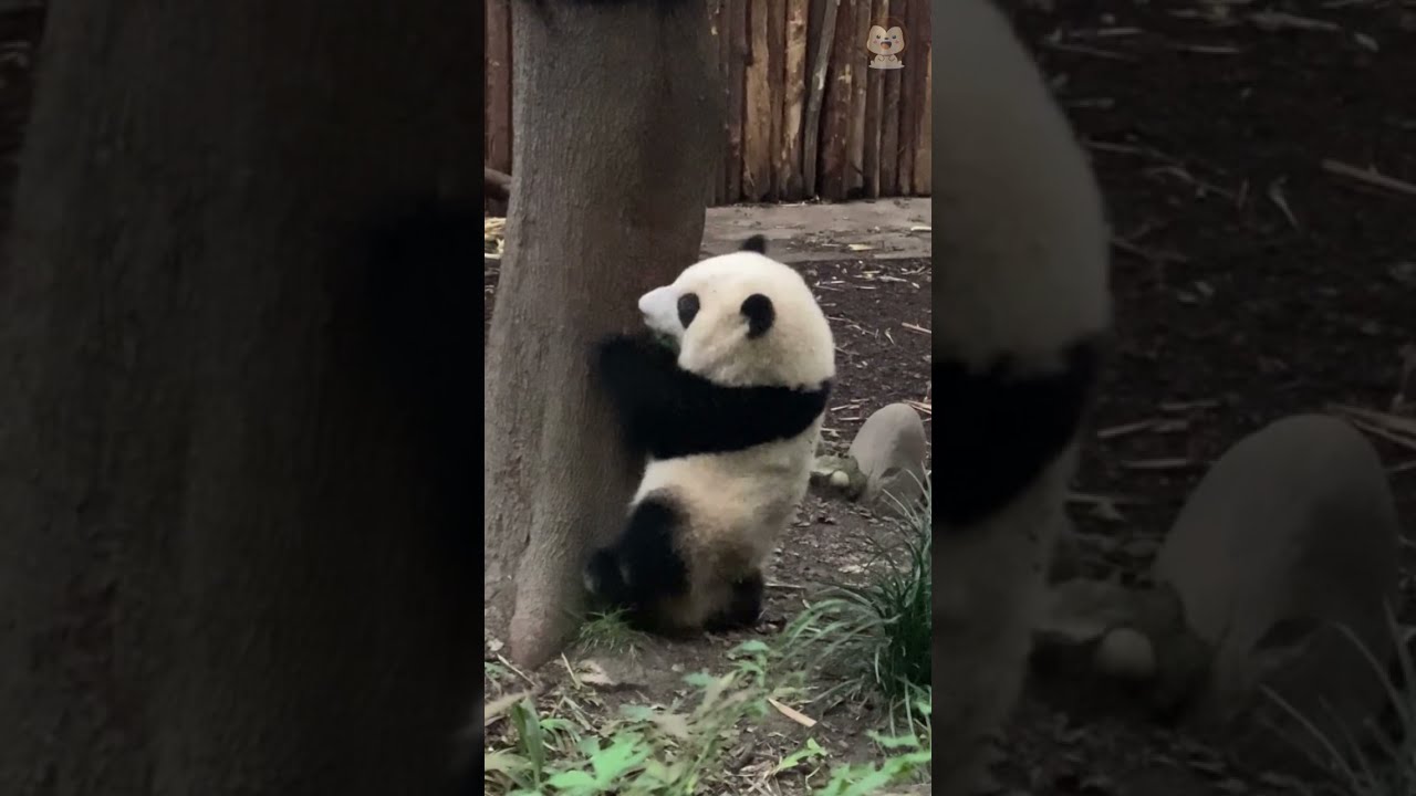 HeHua forgot how to climb a tree ? - YouTube