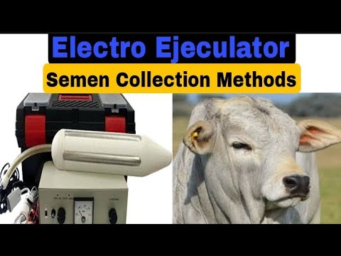 Electro Ejeculator|Semen Collection Methods|Processing|Artificial ...