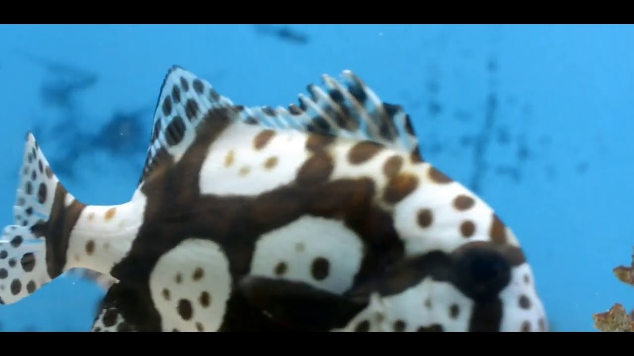 Fish Aquarium View 30 Minutes Relaxing Meditation Calming Relax Calm ...