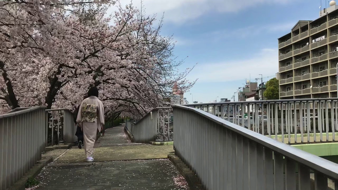 Osaka hirano river walk大阪市平野区平野川さんぽ - YouTube