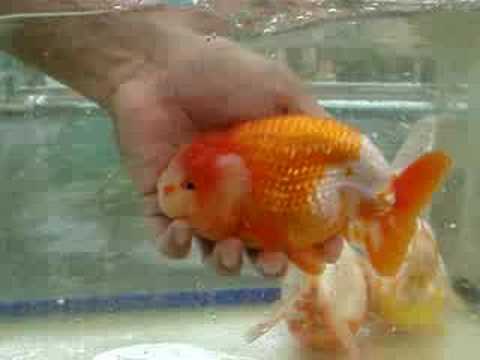 Big Lionchu - YouTube