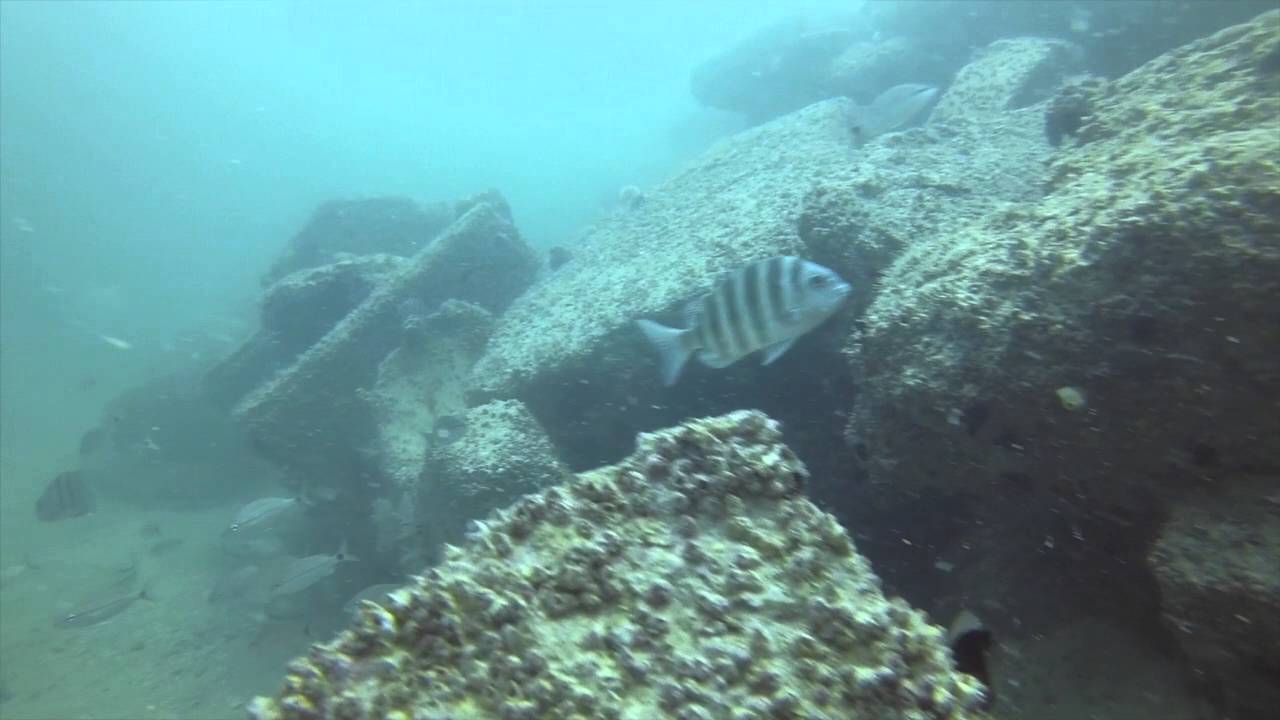 Jack-knifefish and sheepshead at Wasmer Reef - YouTube