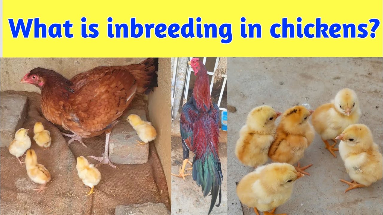 Inbreeding in Aseel Chickens - YouTube