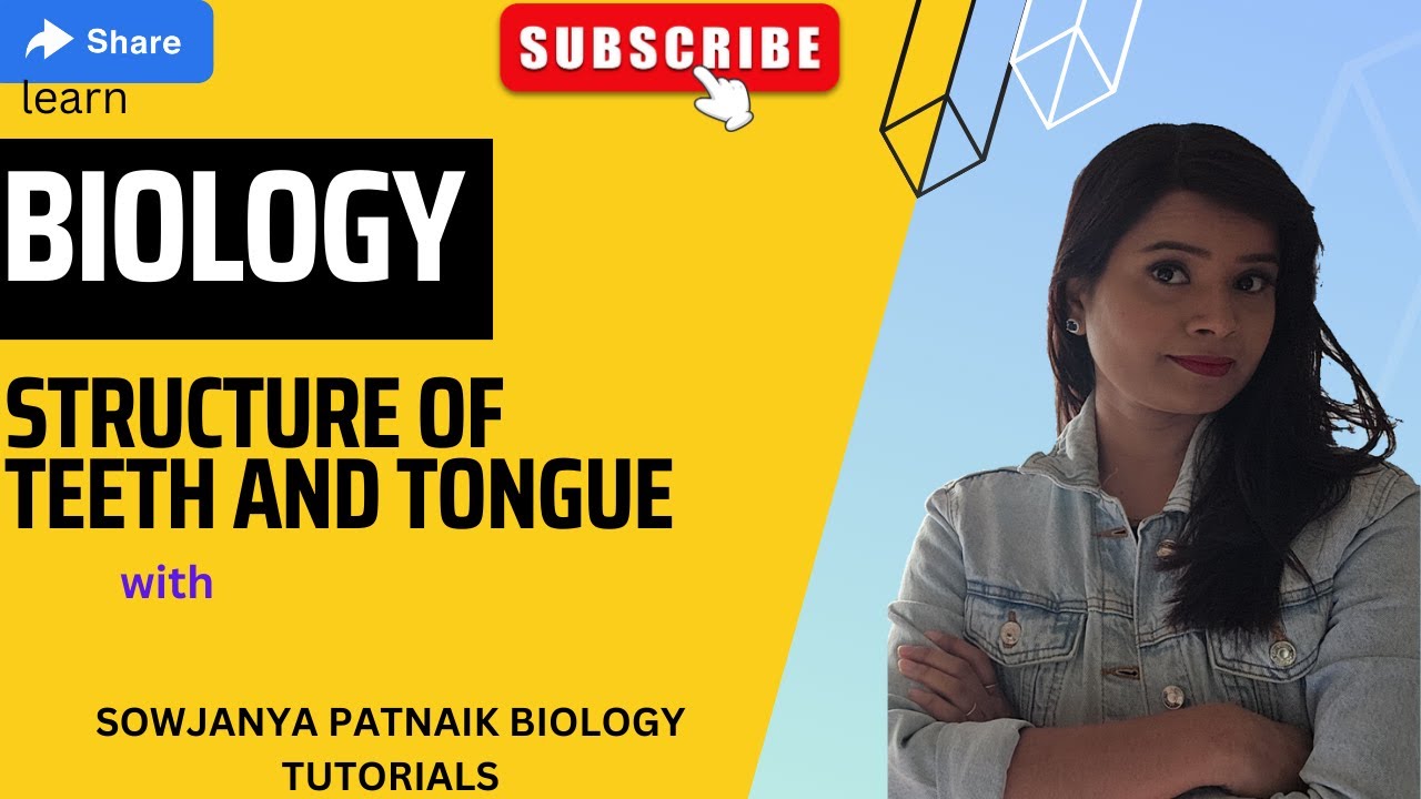 STRUCTURE OF TEETH II Tongue II CLASS 11 II ZOOLOGY II INTERMEDIATE II ...