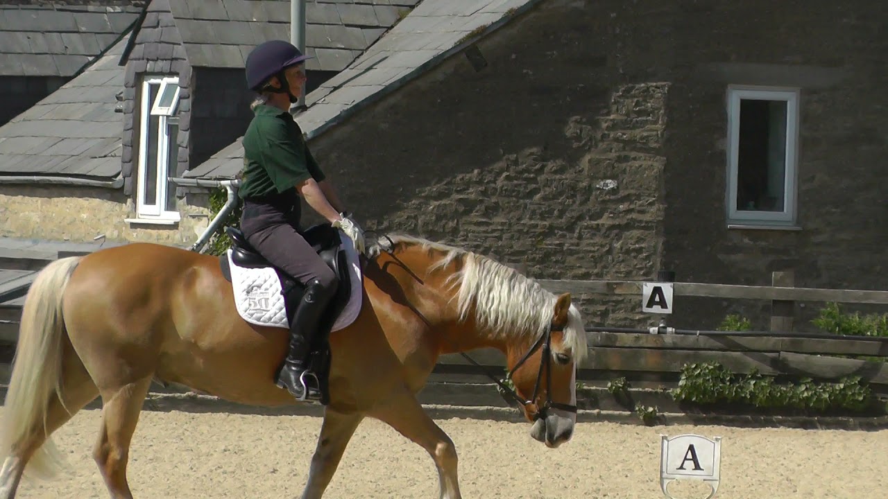 Susan Mattick Mosscarr Stratford HSGB Novice 34 - YouTube