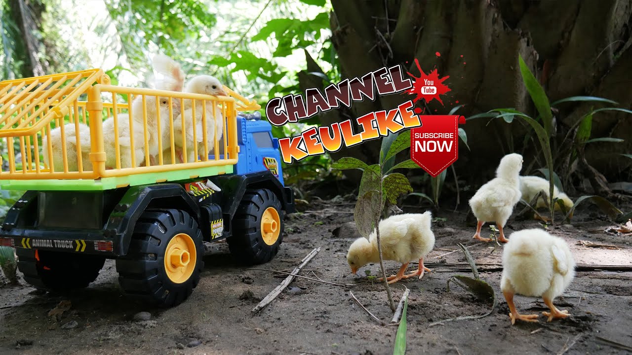 Animal Mobil Truck, Menemukan Anak Ayam Di Hutan, Mobil Truk Bongkar ...