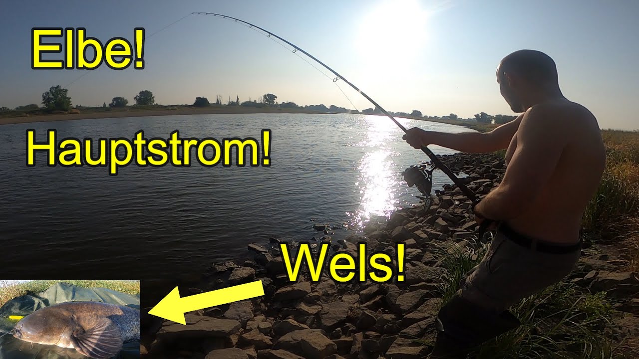 Elbe Hauptstrom Wels! Erfolgreich mit Grundel! Mit Upose und ...