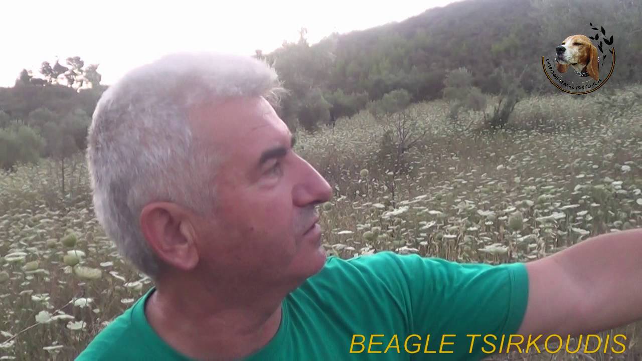 ΕΚΤΡΟΦΗ ΒΕΑGLE TSIRKOUDIS ΕΚΠΑΙΔΕΥΤΙΚΟ ΜΕ BEAGLE KAI MONO 3-7-2016 ...
