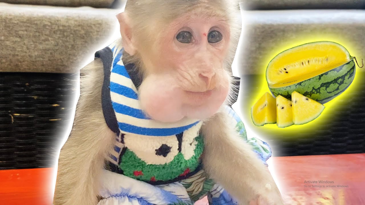 Icy Look So fat Eating WaterMelon and Rice So Yummy | Baby Monkey icy ...