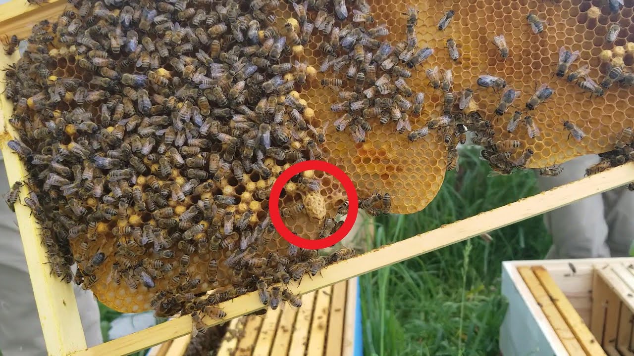Unfortunate but Necessary - Doing a Swarm Prevention Split - May 6 ...