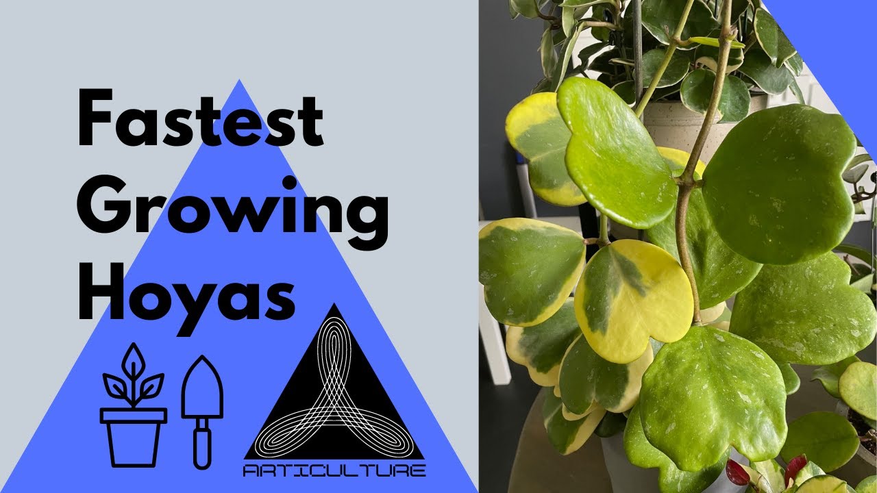 Fastest Growing Hoyas - YouTube