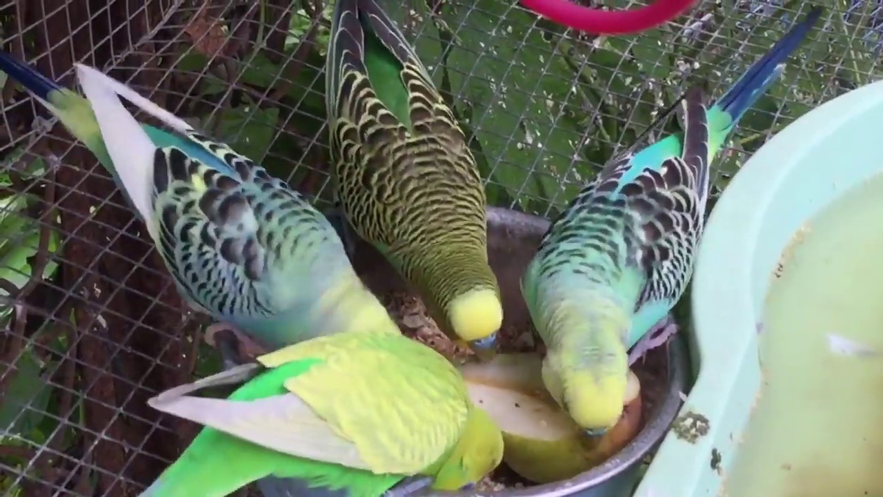 Male Budgies/Parakeets Reaction To A Pear(Волнистых попугаев) - YouTube