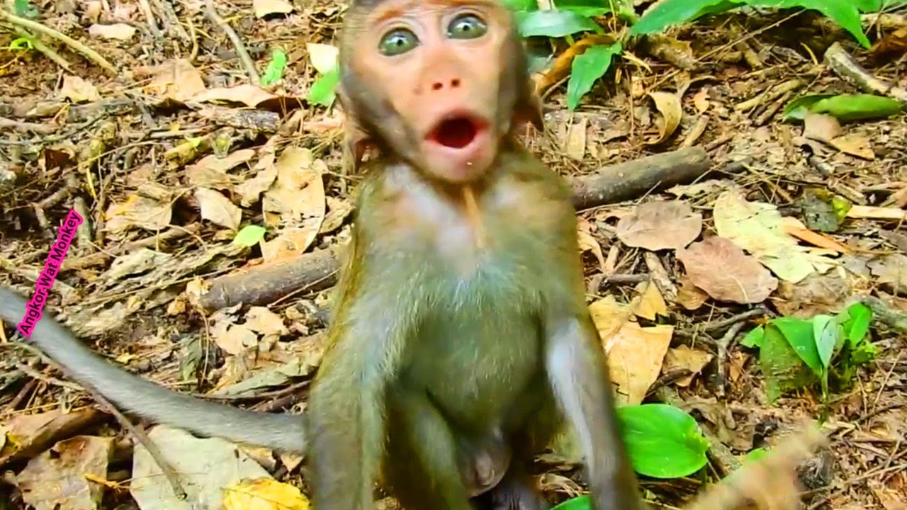 Little baby monkey Carlino crying loudly - YouTube