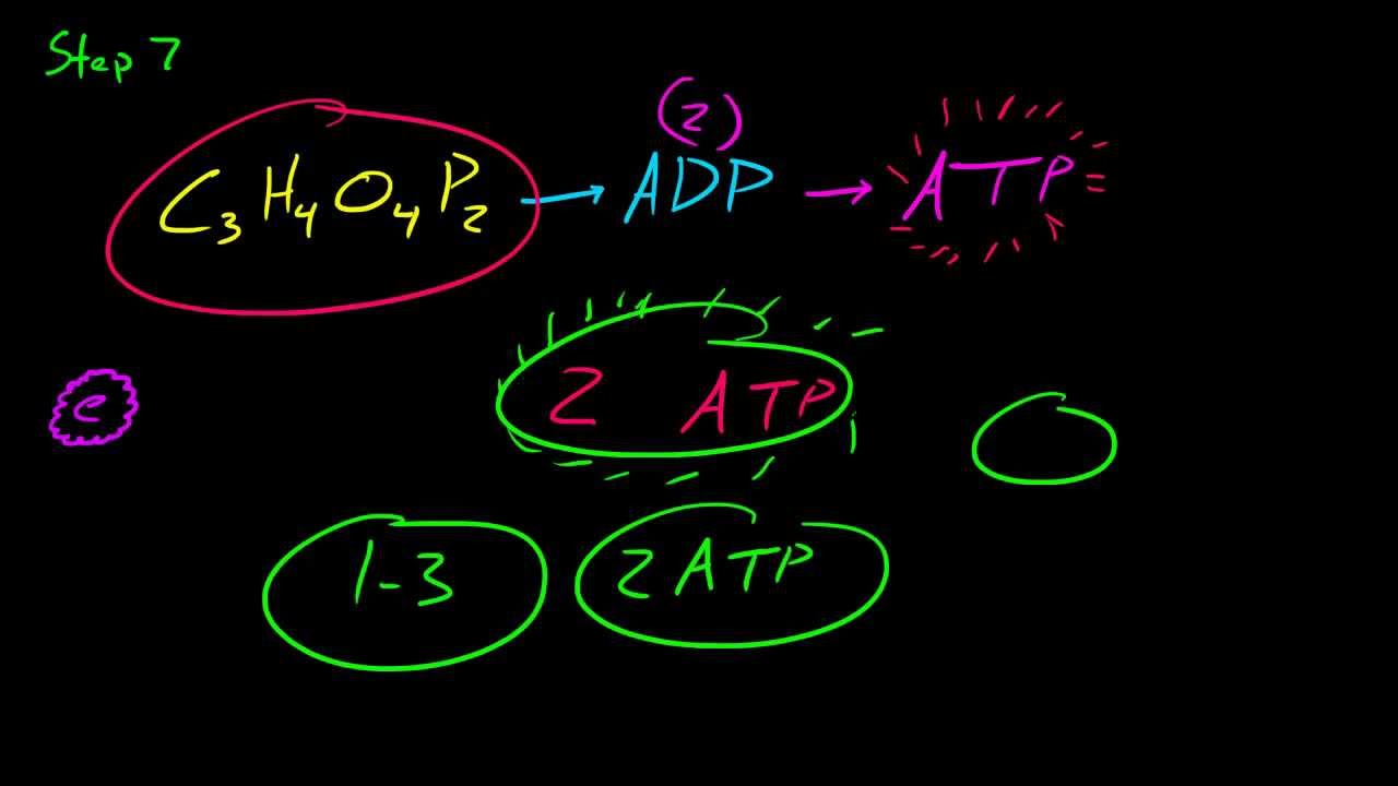 Biology Lecture - 34 - Glycolysis (Payoff Phase) - YouTube