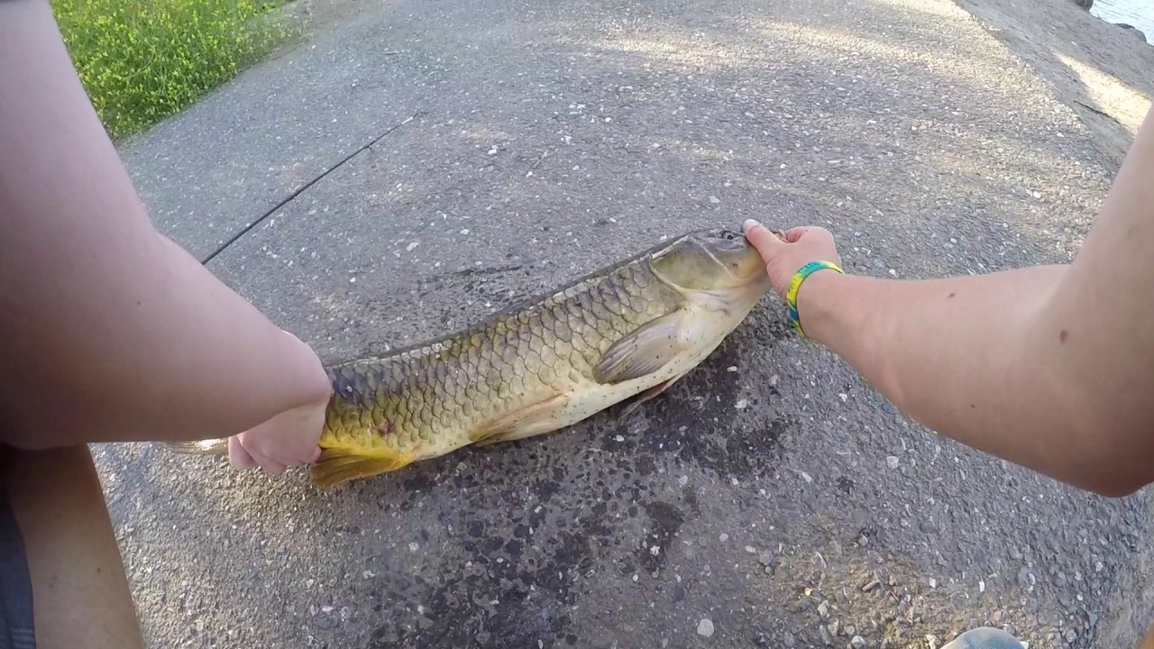 Crazy Carp Action at an Urban Lake! - YouTube