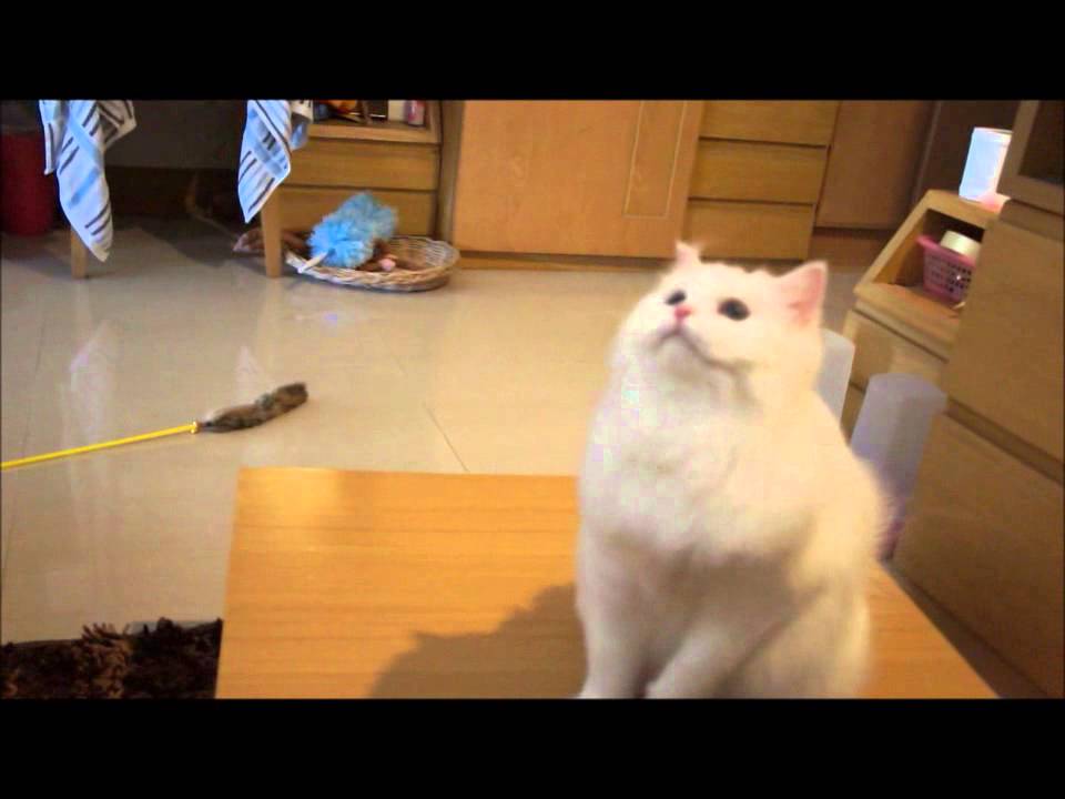 MOJI Cat : 30 days Performance Challenge Season 2 - YouTube