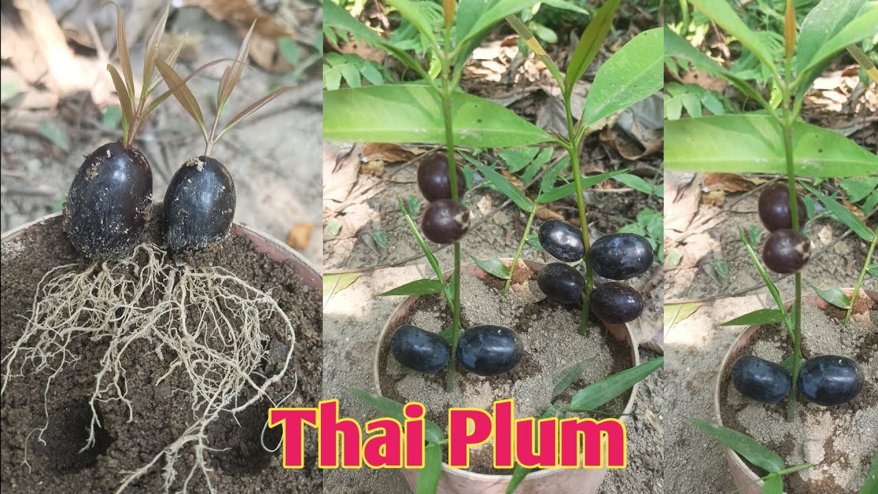 How to grow Thai plum tree at home, growing Thai plum for beginners ...