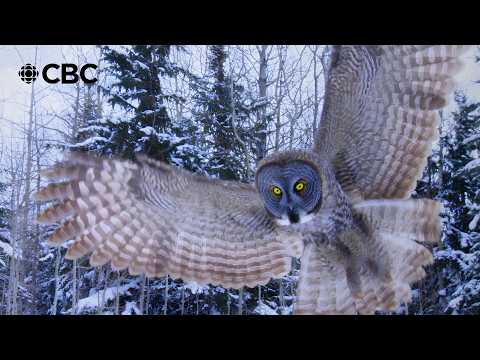 Behind the scenes: Incredible footage shows how owl uses sound to hunt under snow
