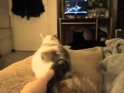 How To Irritate a Cat - Part One - YouTube