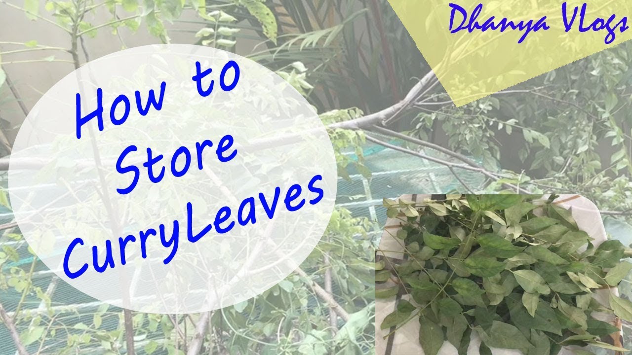 How to store curry leaves | #curryleavesstorage - YouTube