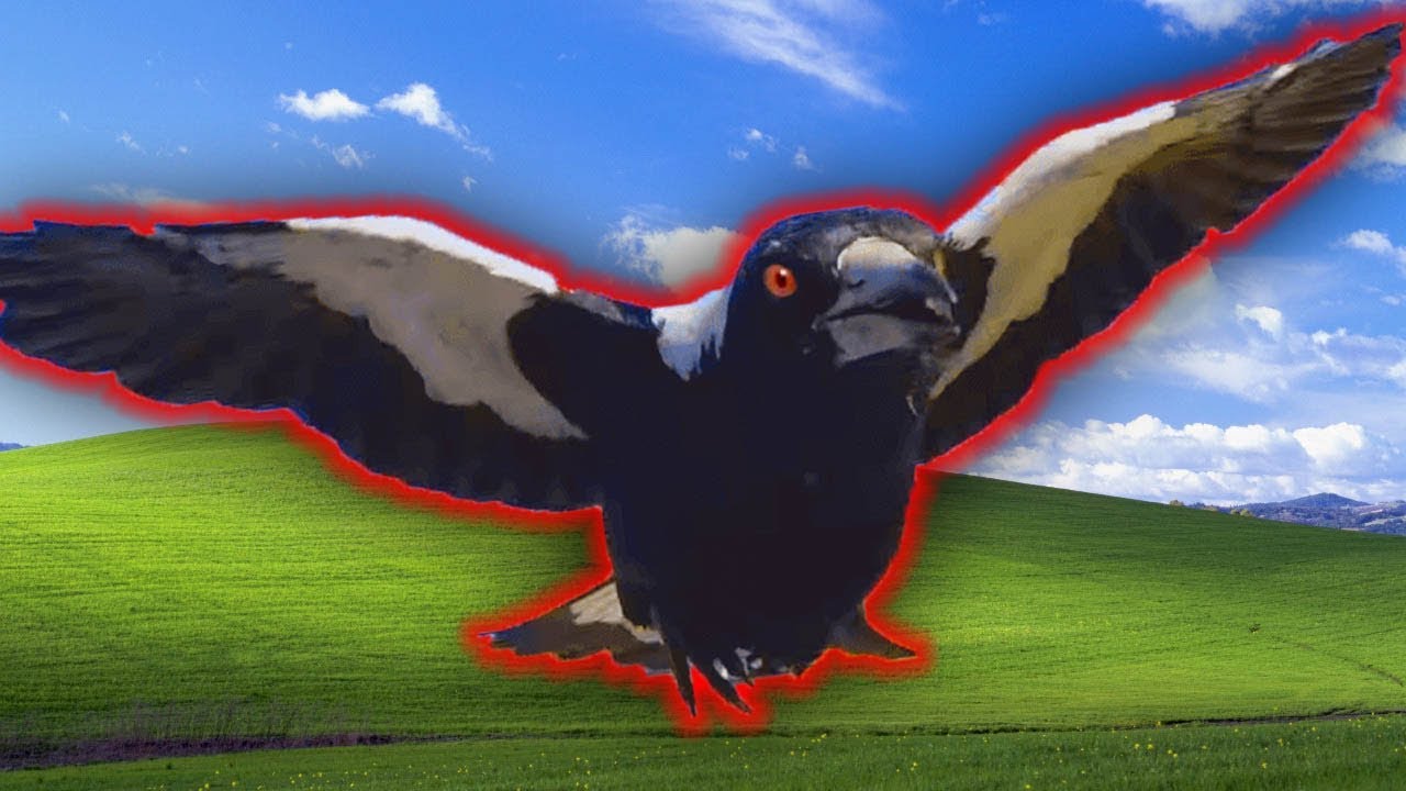 The First Day of Spring in Australia - YouTube