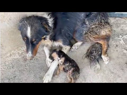 Her body is full of maggots and flies, but struggles to feed newborn ...