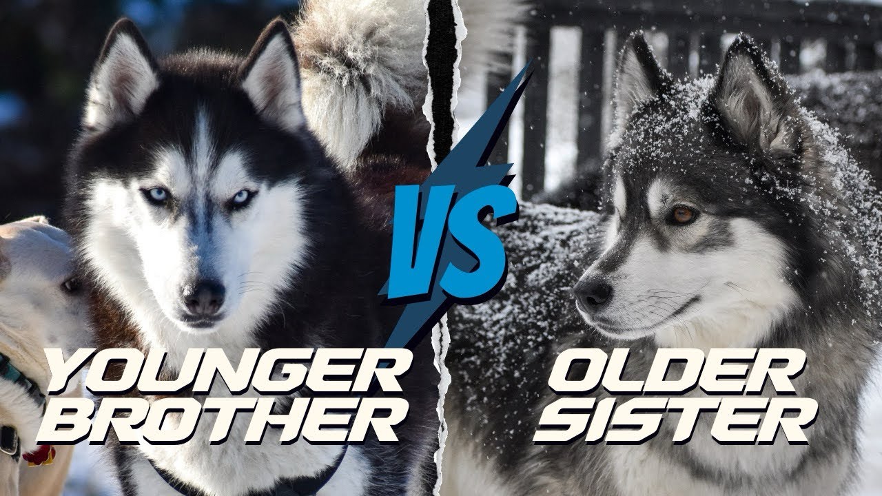 Pretty Typical Siberian Husky Sibling Dynamics, Actually - YouTube