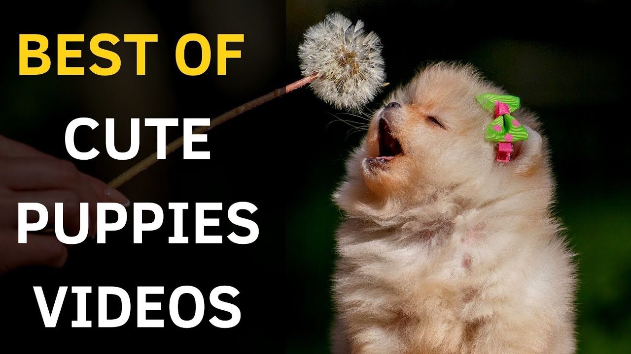 [ Best Of ] Cute Puppies & Dogs🐶Compilation | Funny Pet Videos 2020 ...