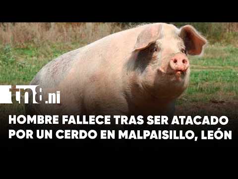 Trágica muerte de adulto mayor tras ser atacado por un cerdo en Malpaisillo, León