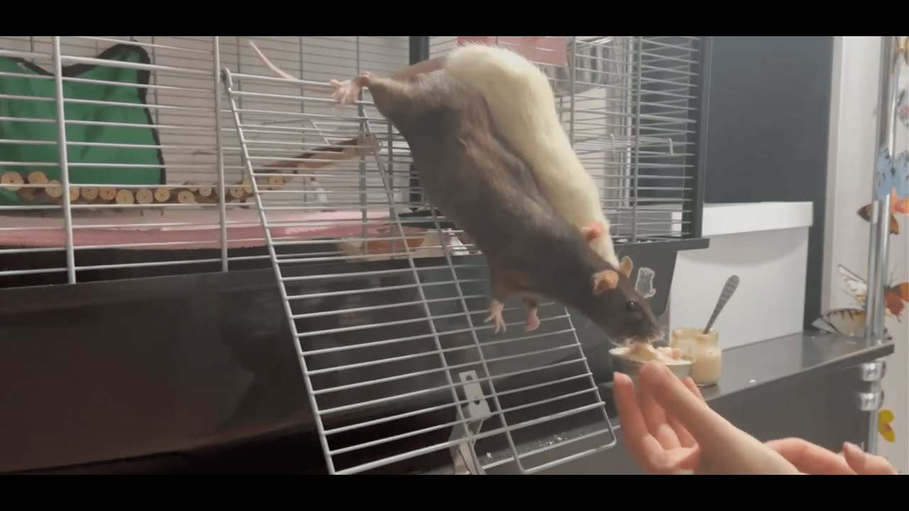 Rats love to eat new treats - YouTube
