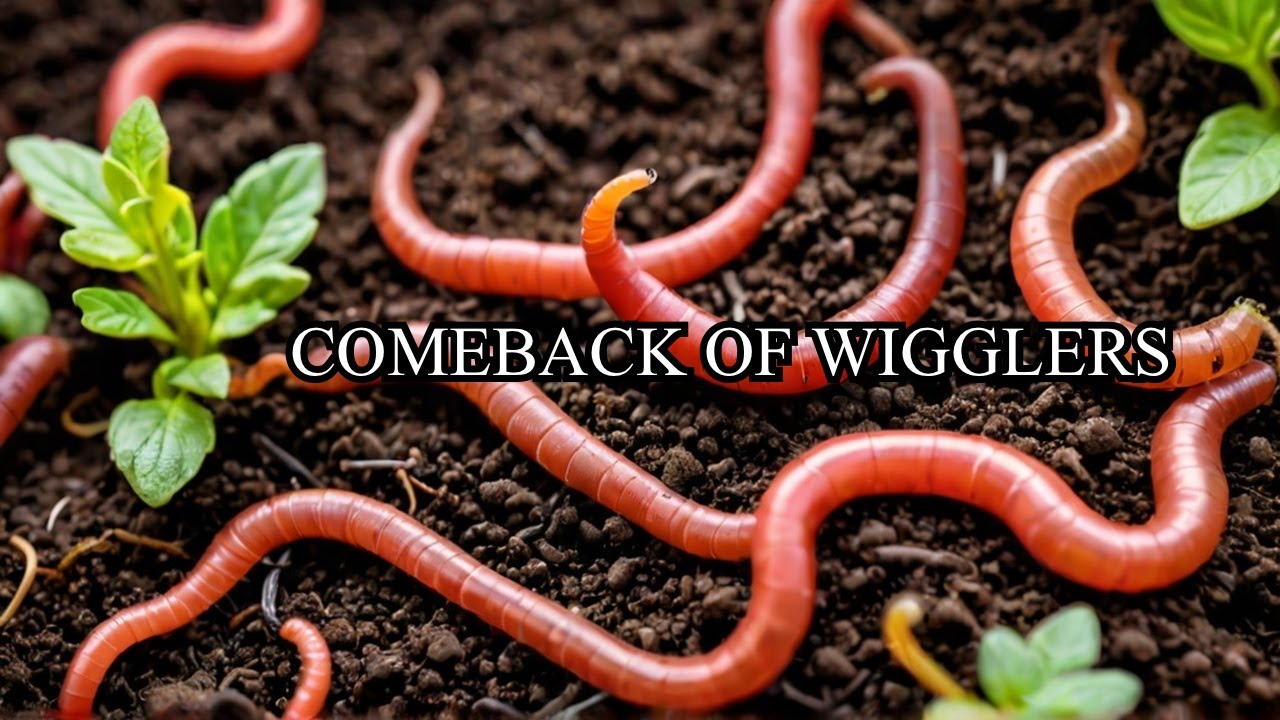 Entire Revived Colony of Red Wigglers! - YouTube