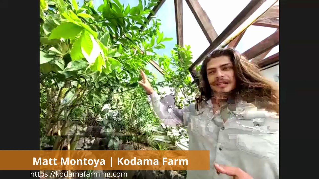 Kodama Farm & Food Forest - Cultivating a Tropical Food Forest - YouTube