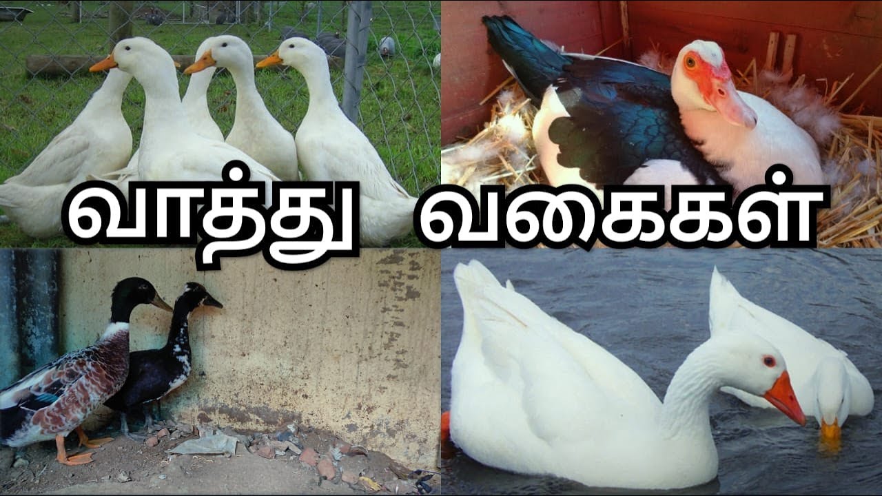 # duck variety # nattu vaathu #vaathu # vaathu vagaigal # different ...