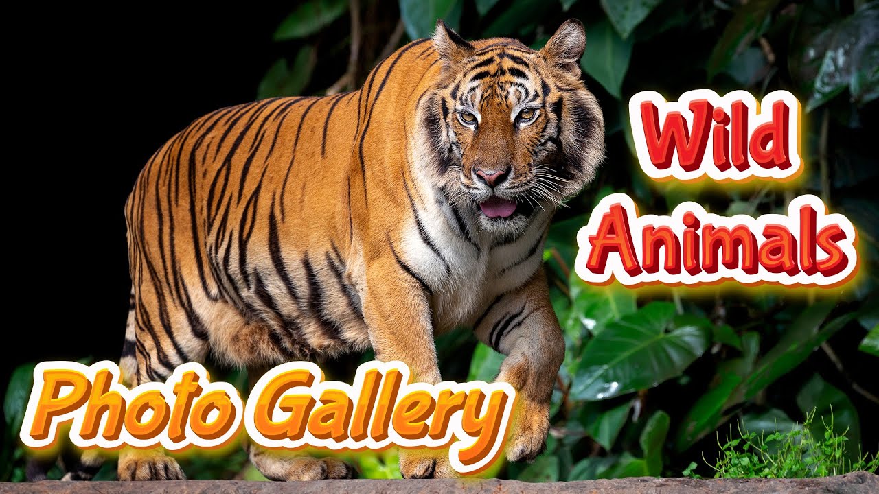 Wild Animals Photo Gallery | Wildlife Photography | Free HD Photos ...