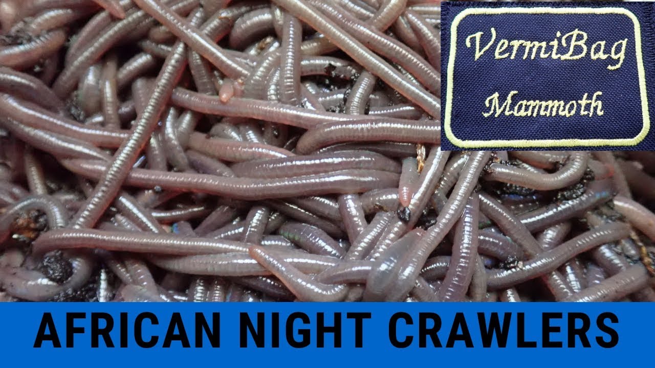 African Night Crawlers 4-4-19 - YouTube