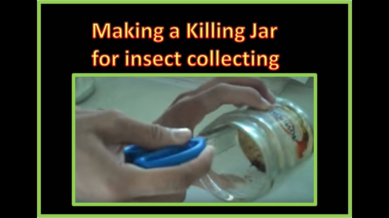 Totally Raw Video - Making a Killing Jar in FOR 31 - UPLB CFNR - YouTube